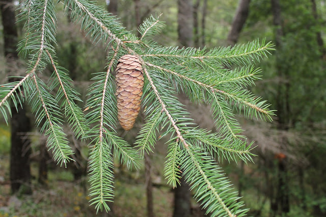 Flora y fauna en peligro: tú también puedes ayudar